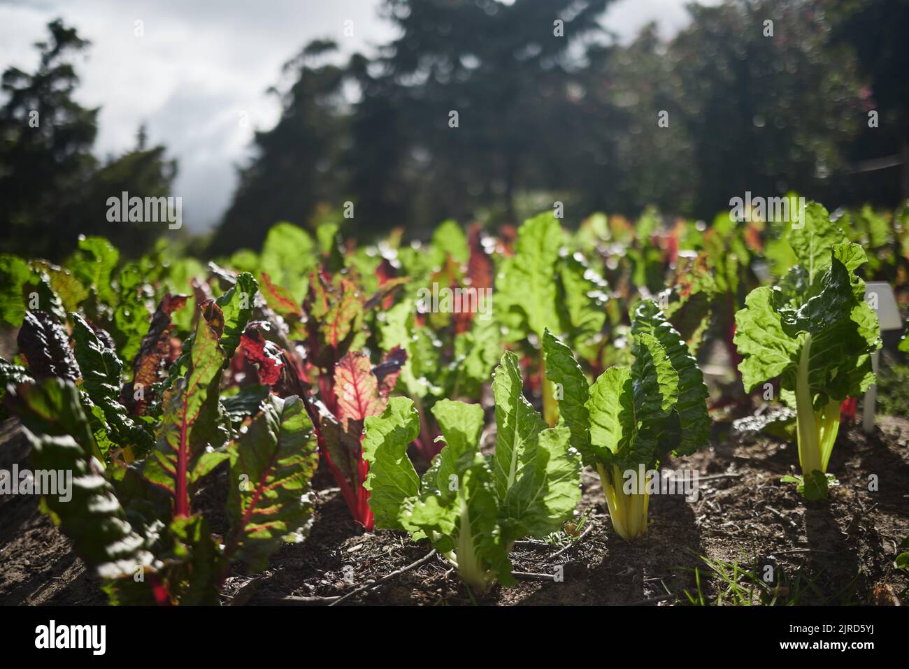 Agriculture farm land of spinach plants in the sun with leaf, soil and ...