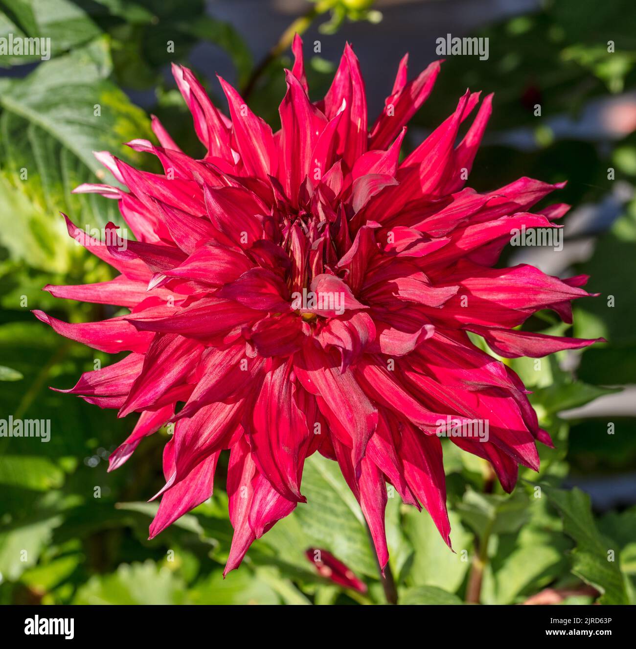 'Taum Sauk' Semi-cactus dahlia, Semi Kaktus dahlia (Dahlia x Hortensis ...