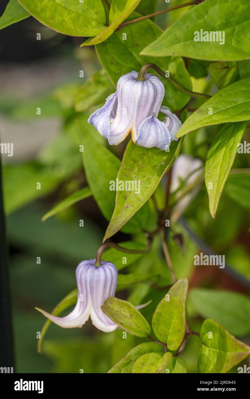 'Crispa Angel' Vasevine, Urnklematis (Clematis viorna Stock Photo - Alamy