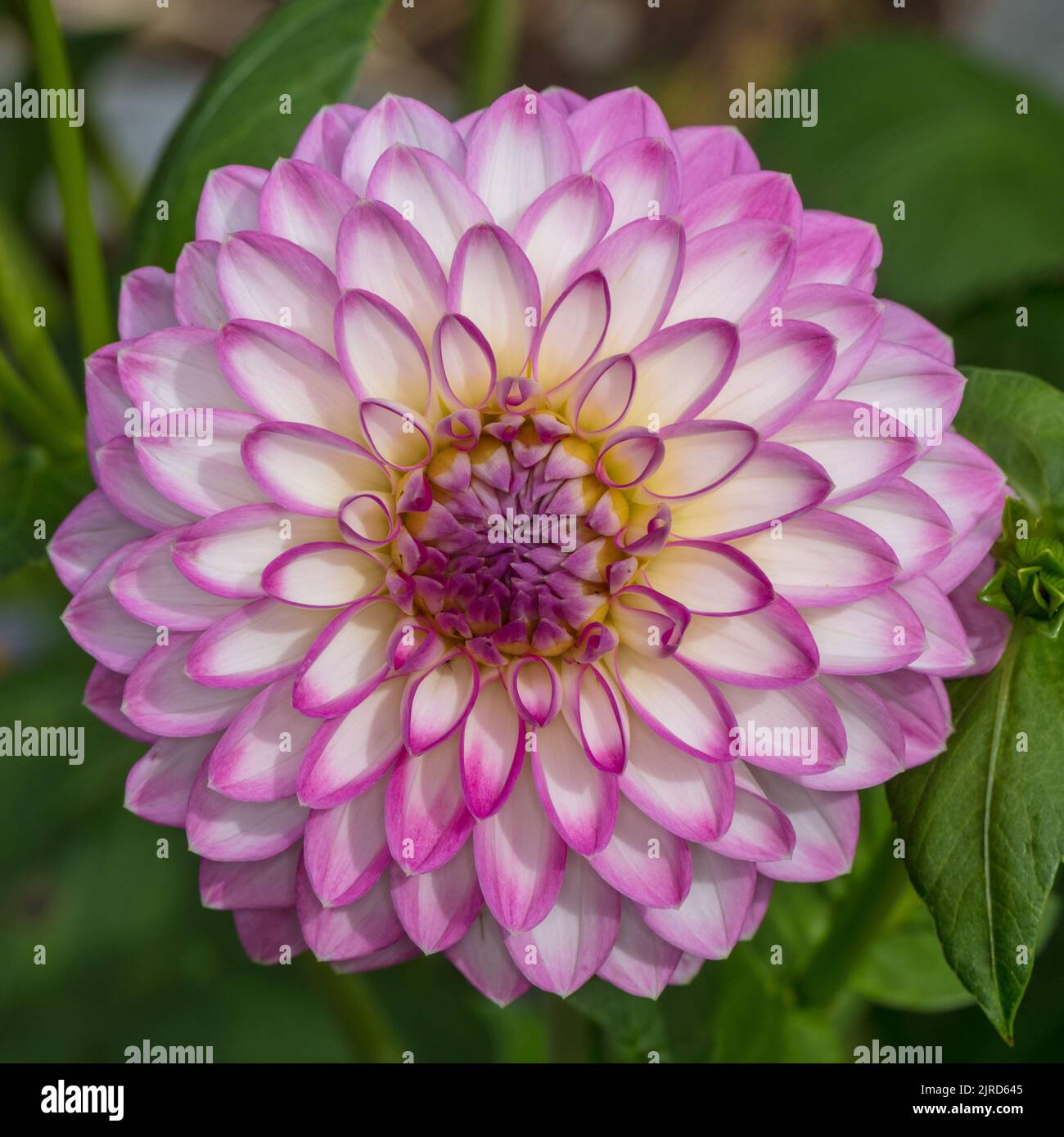 'Arbatax' Formal Decorative Dahlia, Dekorativdahlia (Dahlia x Hortensis ...