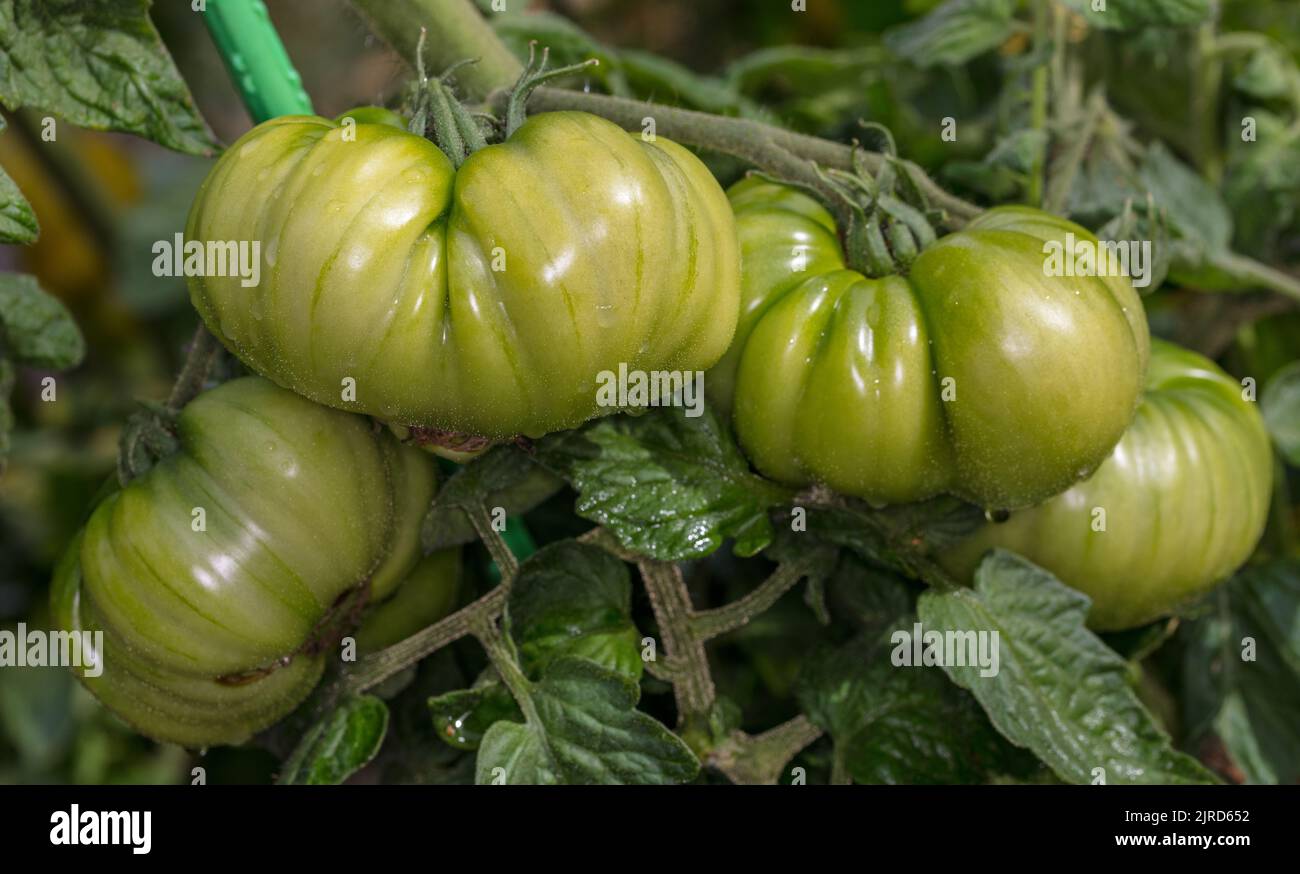 'Ananas, Pineapple' Tomato, Bifftomat (Solanum lycopersicum Stock Photo ...