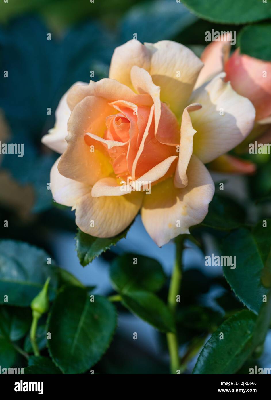 'Hansestadt Rostock, Tan04603, Queen Bee, Mythique, Always Remember ...