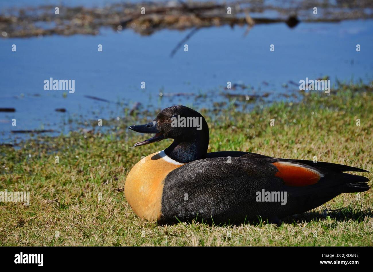 Male Australian shelduck (Tadorna tadornoides) with mouth open Stock ...