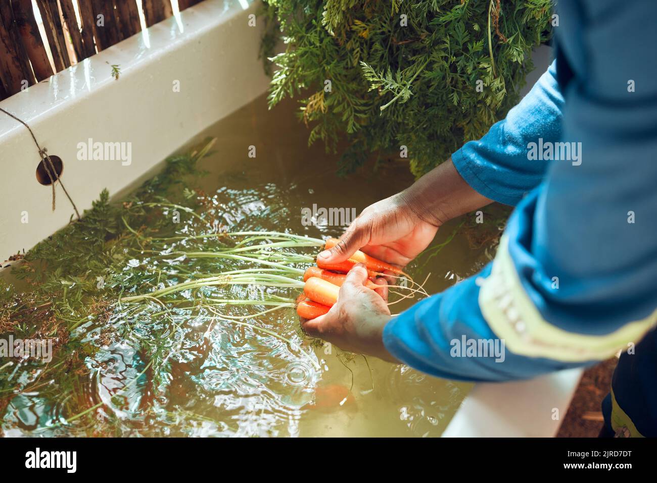 Farming, vegetables and hands cleaning soil from raw produce from ...
