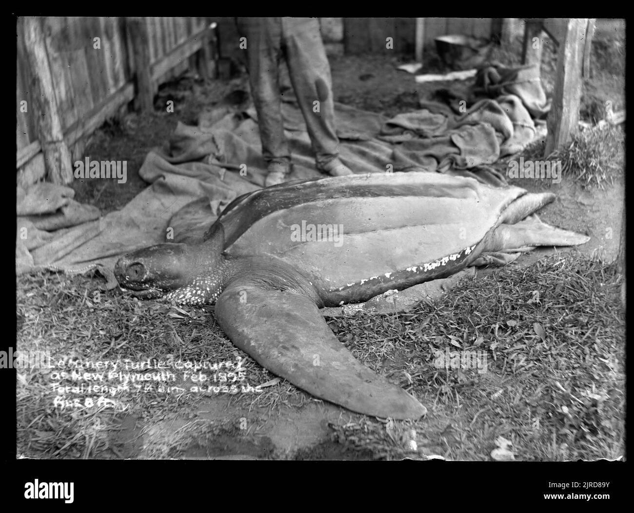 Leathery Turtle, February 1895, by William Francis Gordon Stock Photo ...