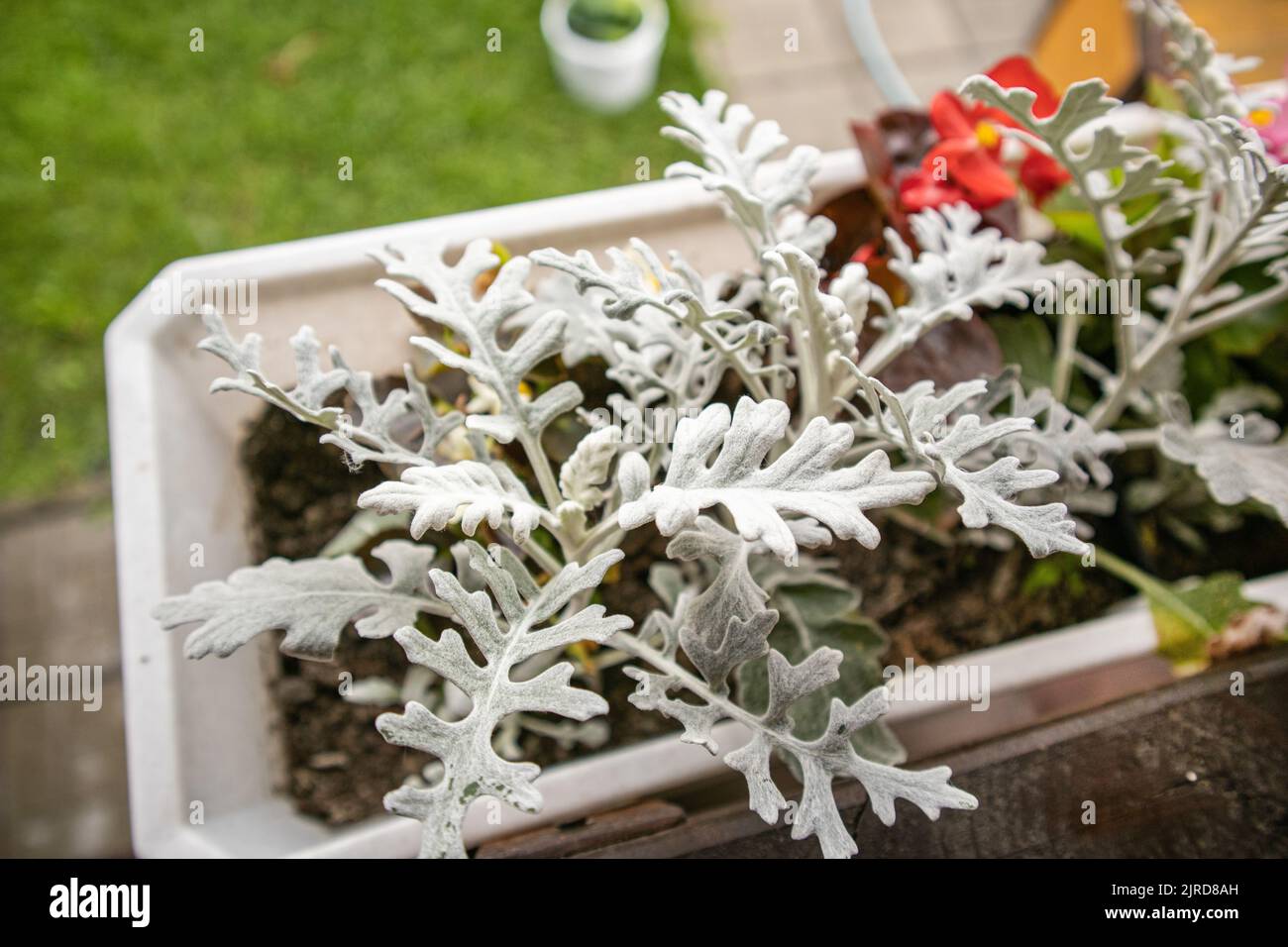 Beautiful silver cineraria in a flower box in the garden against a ...