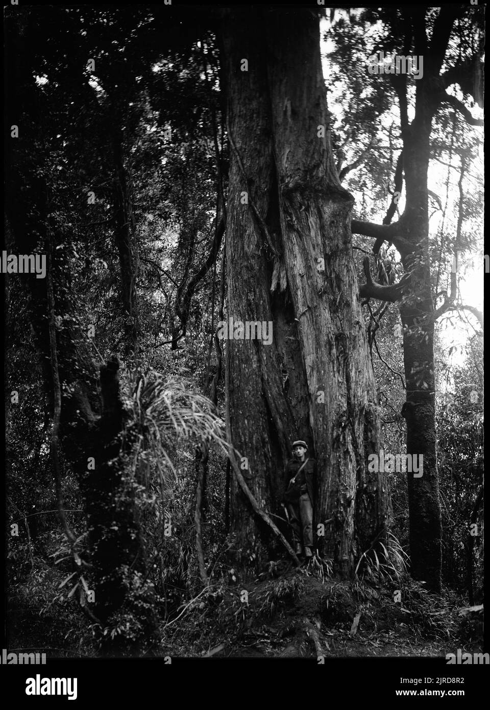 The Ohau Track route into Central Tararuas - large rimu tree in grip of ...