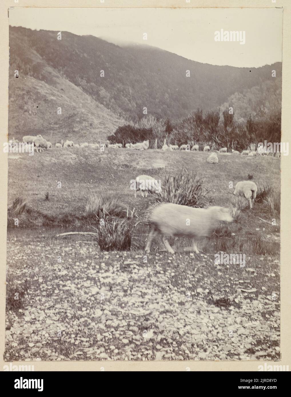 Sheep in a field. From album: Hand camera work photograph album, circa ...