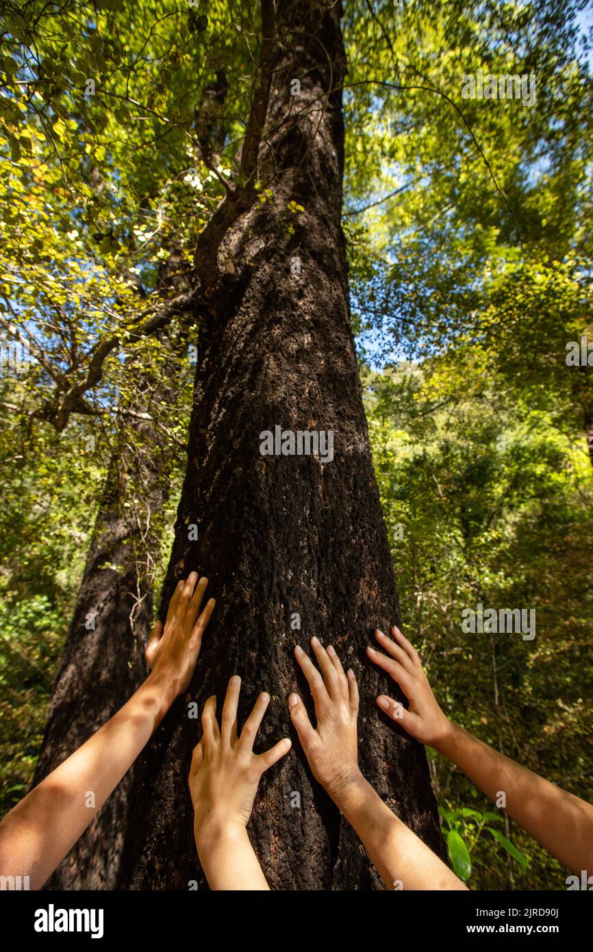Picture by Tim Cuff 22 October 2021 - Children put hands on a tree at ...