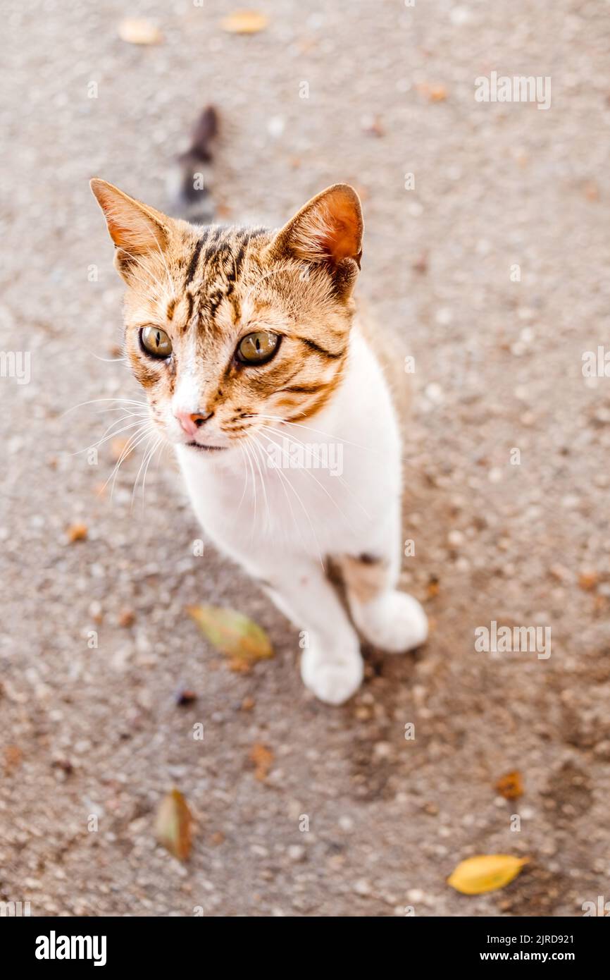 Stray cats are on the street. Animal protection Stock Photo - Alamy