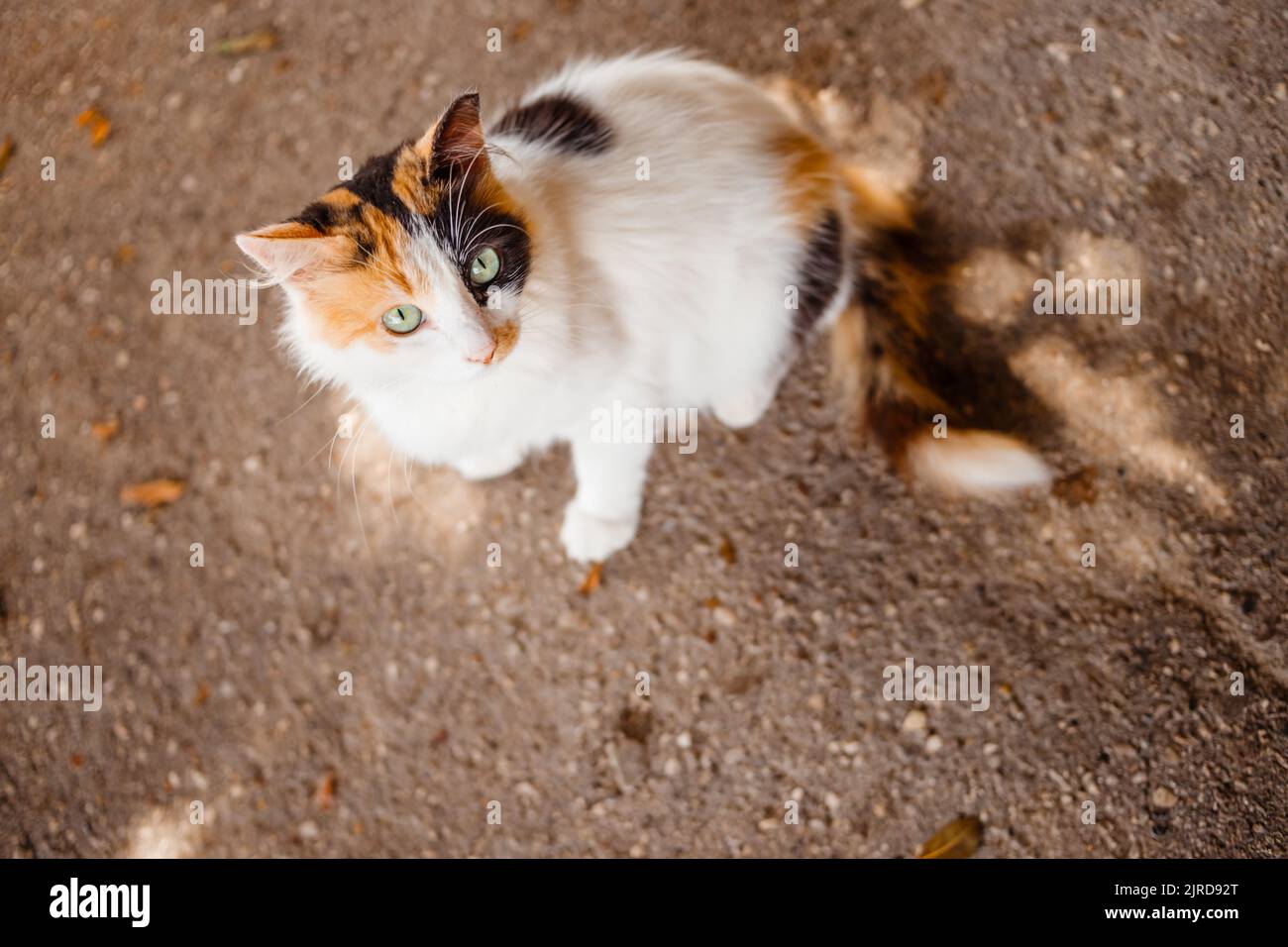 Adorable street cats waiting hi-res stock photography and images - Alamy