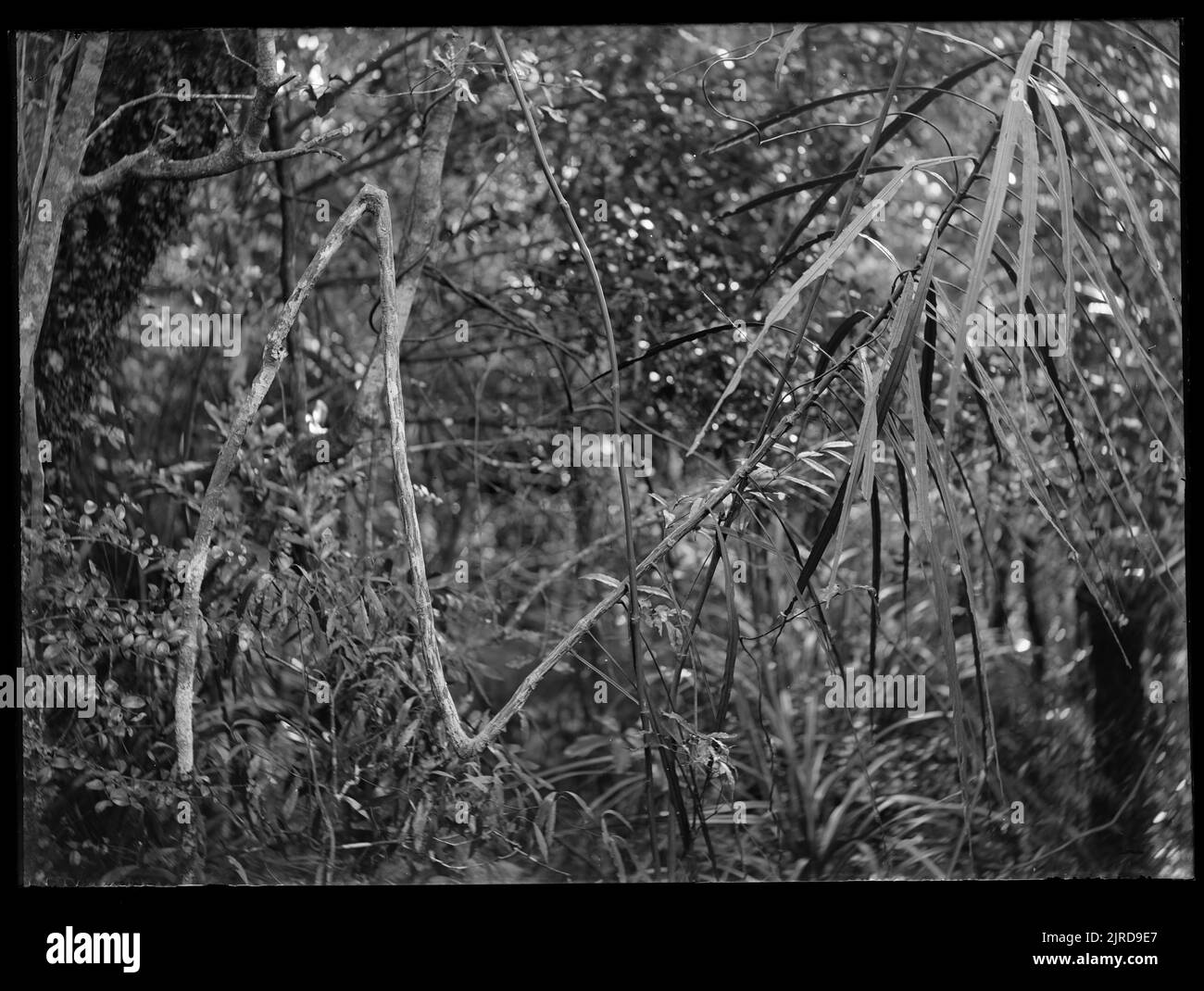 Rounded growth Black and White Stock Photos & Images - Alamy