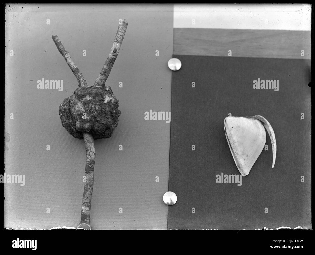 Woody shell Black and White Stock Photos & Images - Alamy