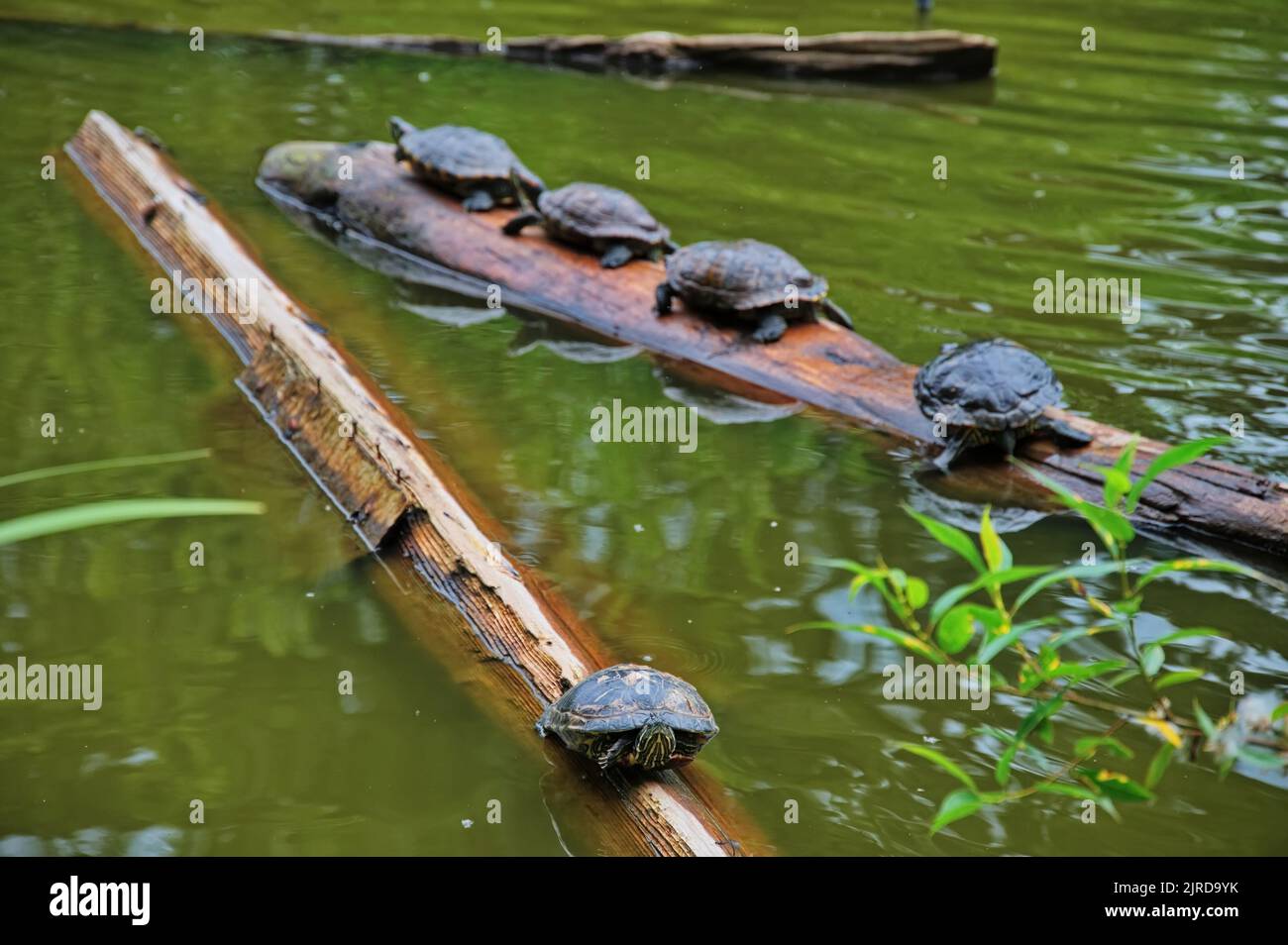 Aquatic turtle resting on trunk hi-res stock photography and images - Alamy
