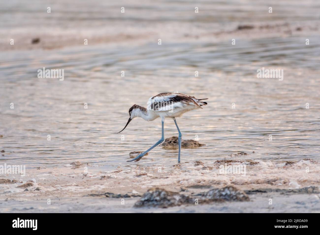Water bird pied avocet, Recurvirostra avosetta, feeding in the lake ...