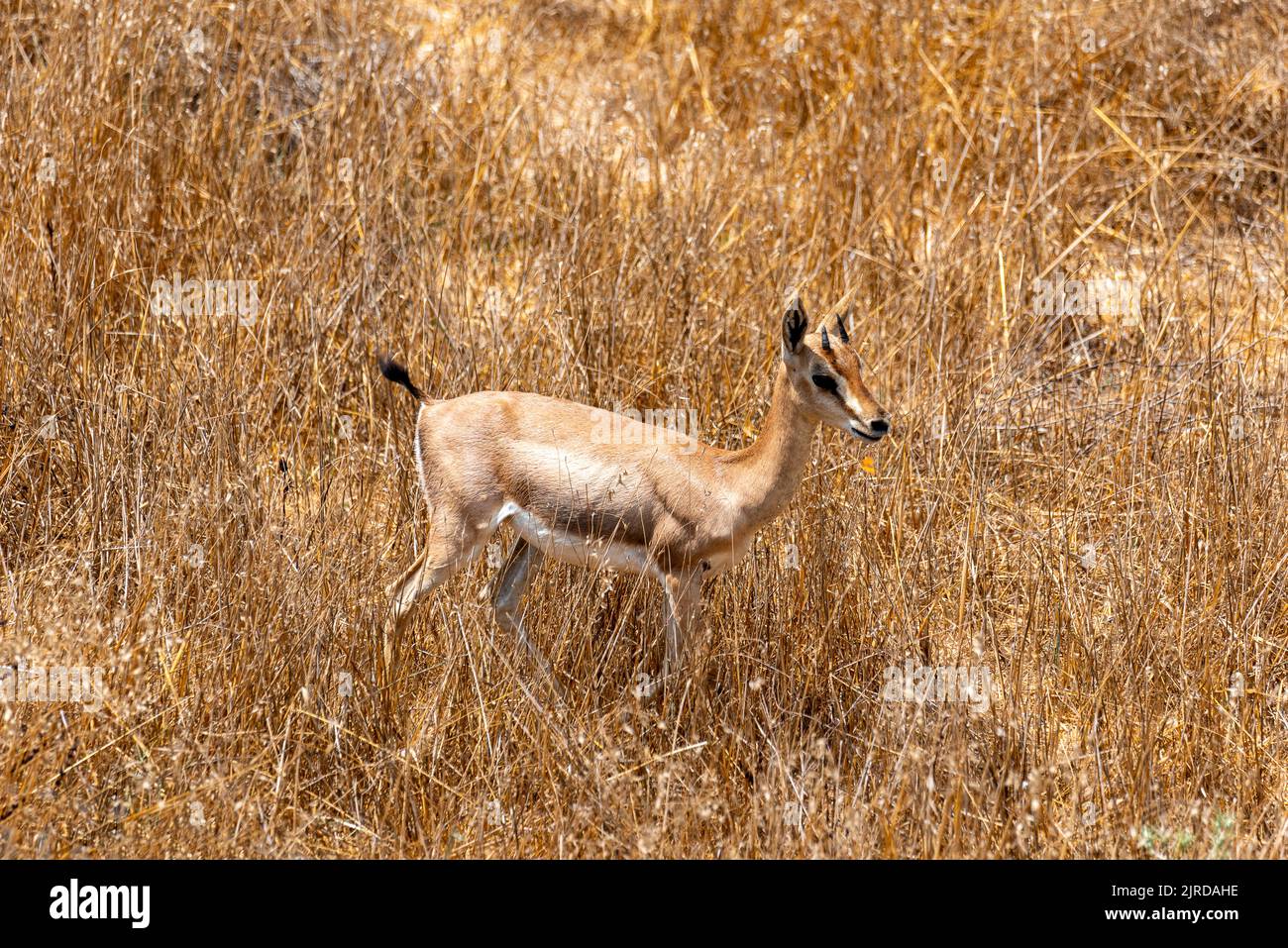 A male mountain gazelle in gazelle valley national park, Jerusalem ...