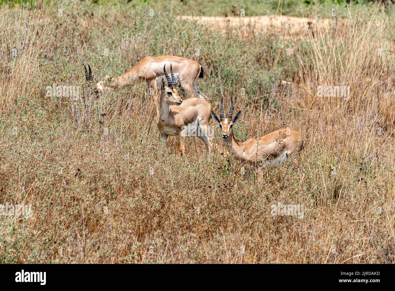 A male mountain gazelle in gazelle valley national park, Jerusalem ...