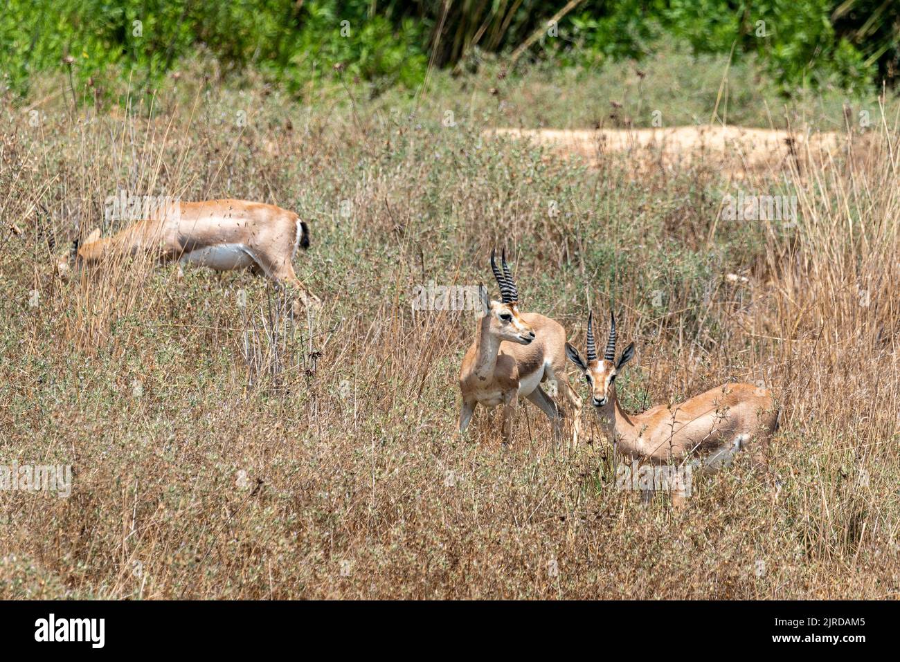 A male mountain gazelle in gazelle valley national park, Jerusalem ...