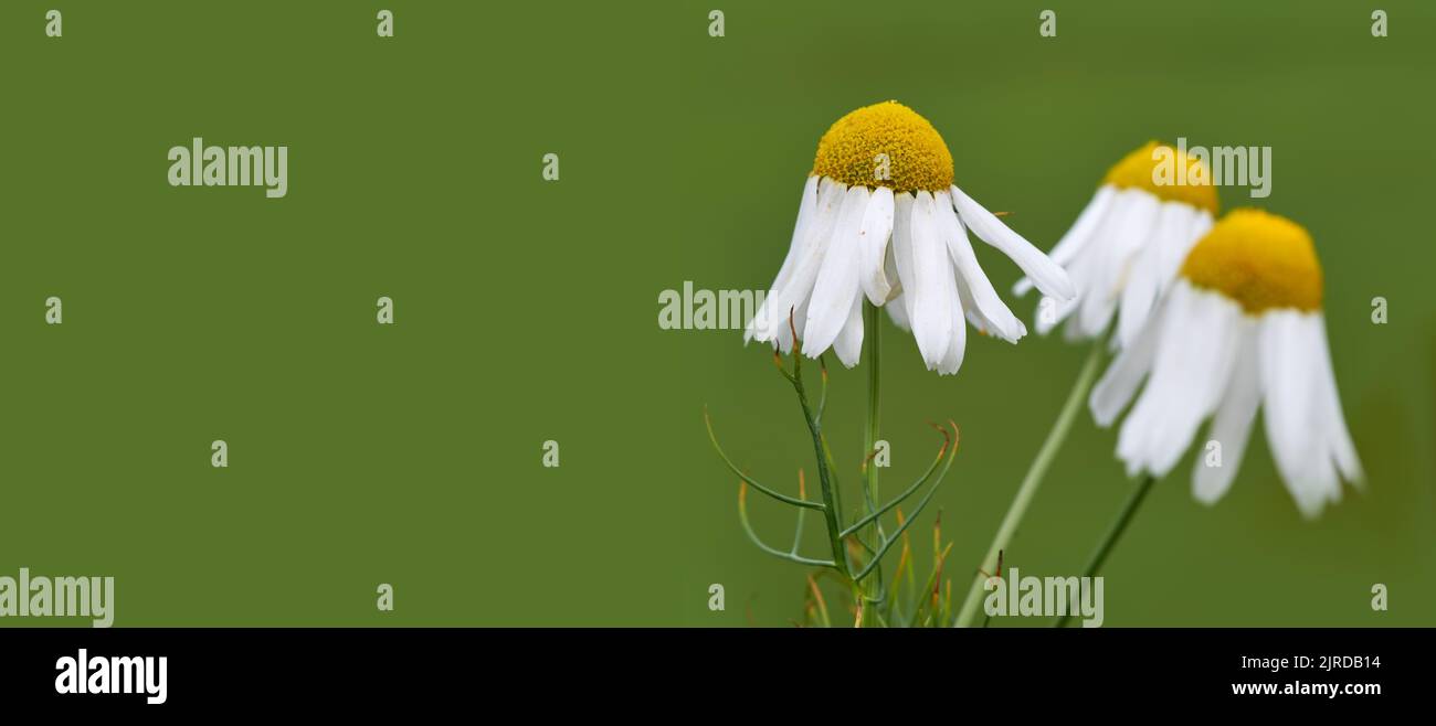 Daisy - Marguerite. Garden photos - the beautiful Daisy - Marguerite ...