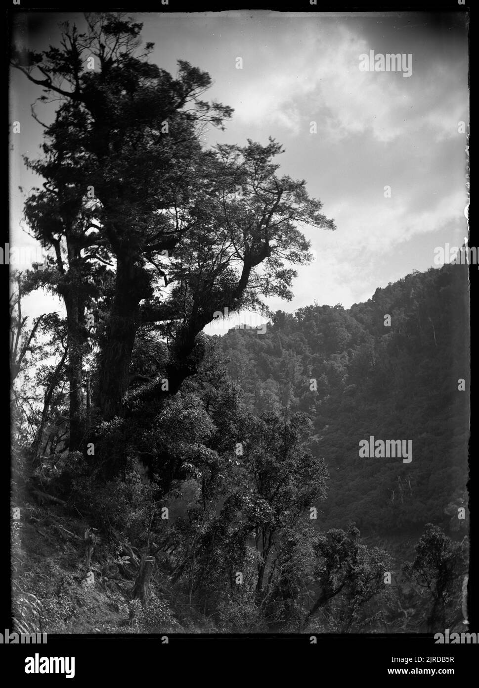 Various : Family, bush, topography, by Leslie Adkin Stock Photo - Alamy