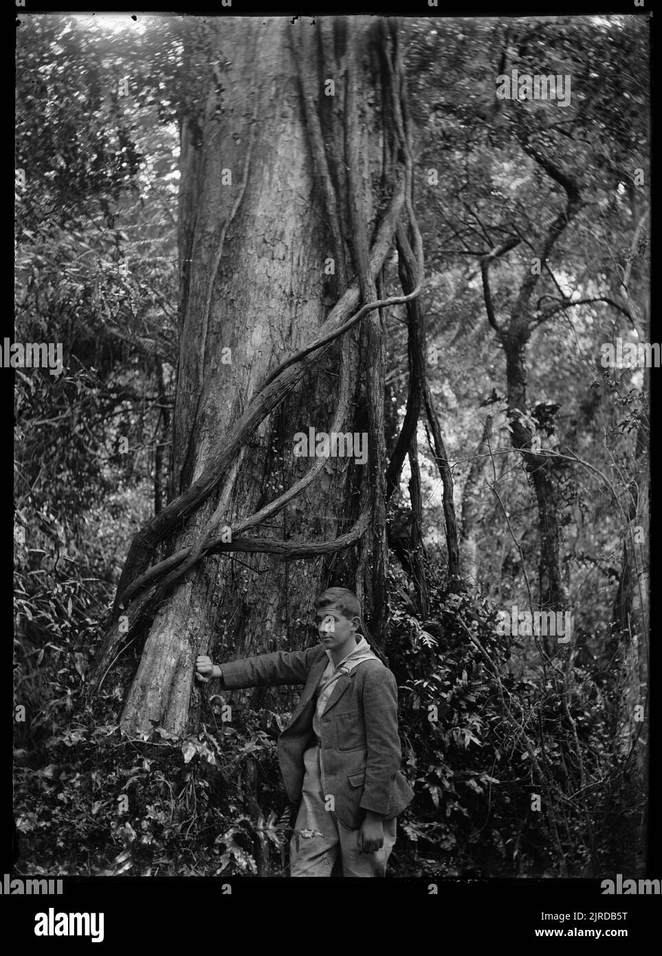 Rata with vines, 1 May 1927, by Leslie Adkin Stock Photo - Alamy
