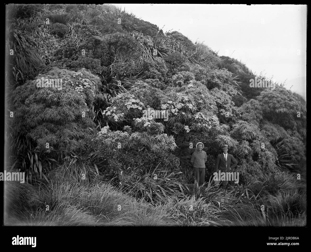 Sub-alpine scrub on Table Top, Mt Hector track, Tararua Range with ...