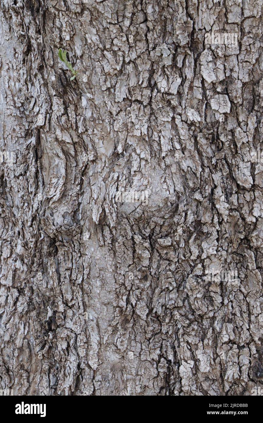 Abstract gray rough cracked wood background. An old weathered natural ...
