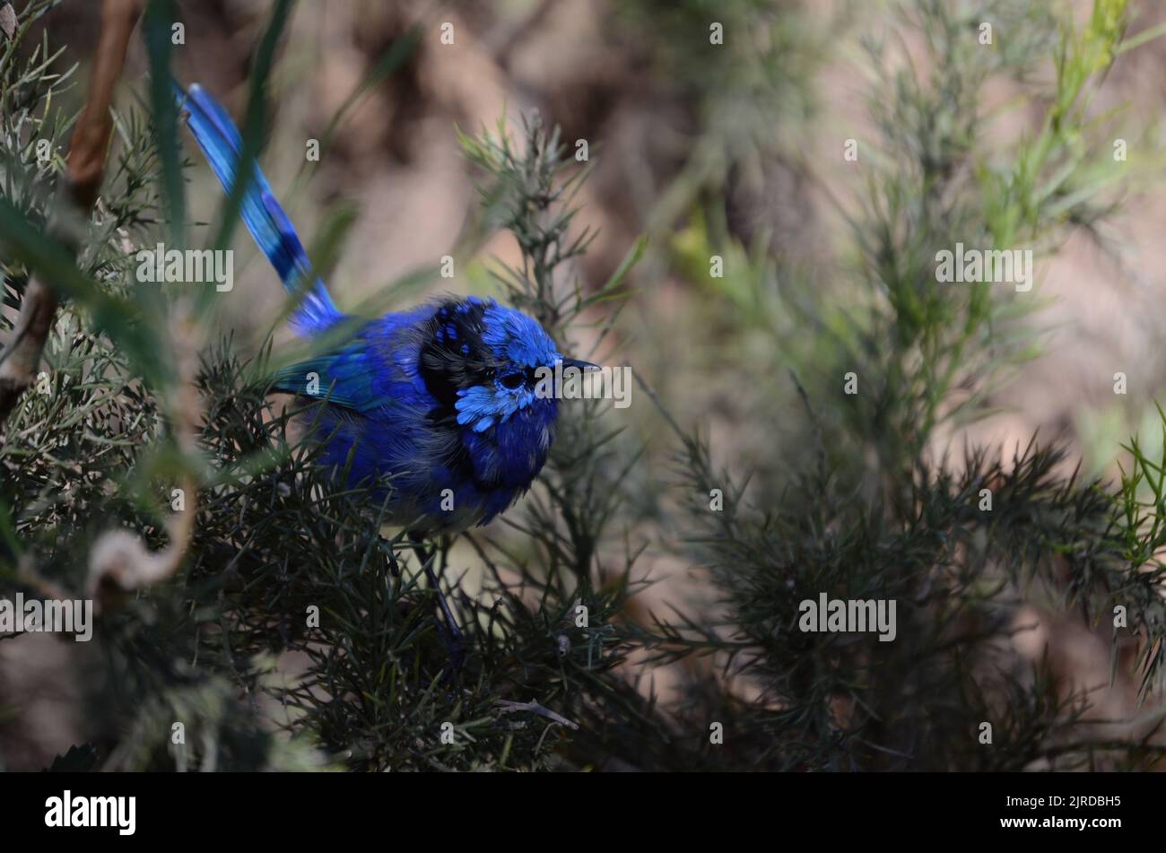 Splendid fairywren (Malarus splendens), male in eclipse plumage Stock ...
