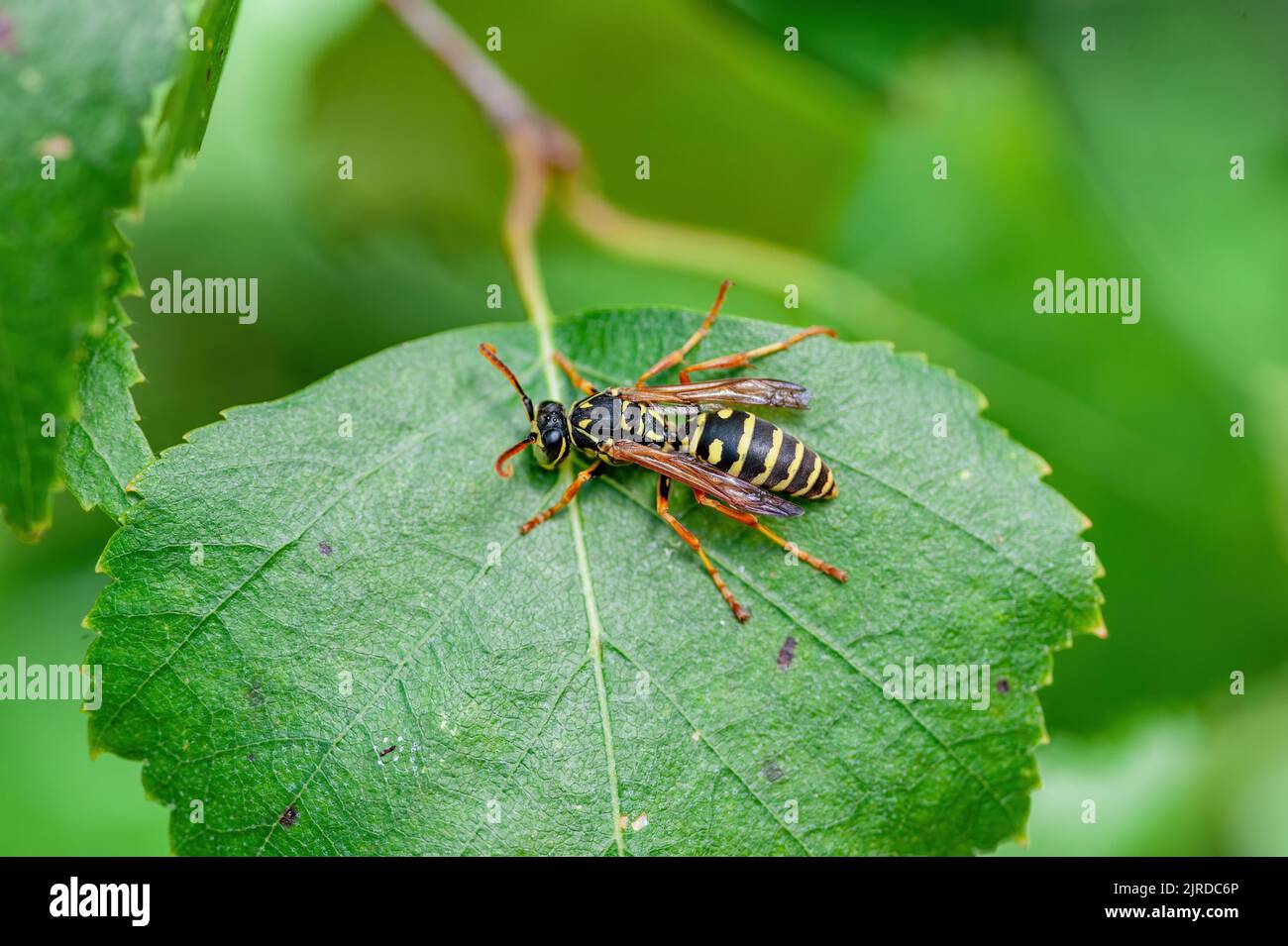 Insect red jacket hi-res stock photography and images - Alamy
