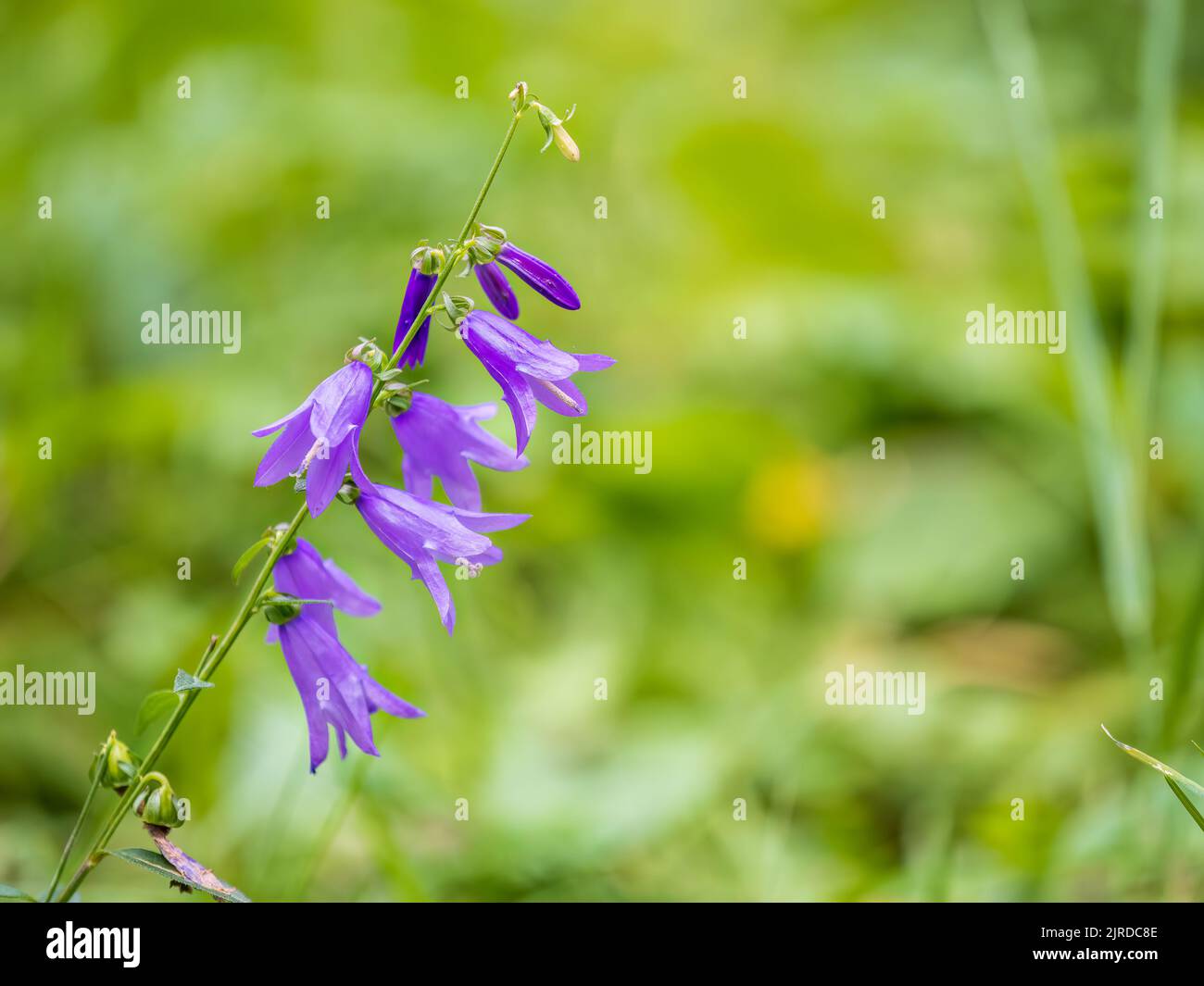 Campanula rapunculoides, creeping bellflower, or rampion bellflower, is ...