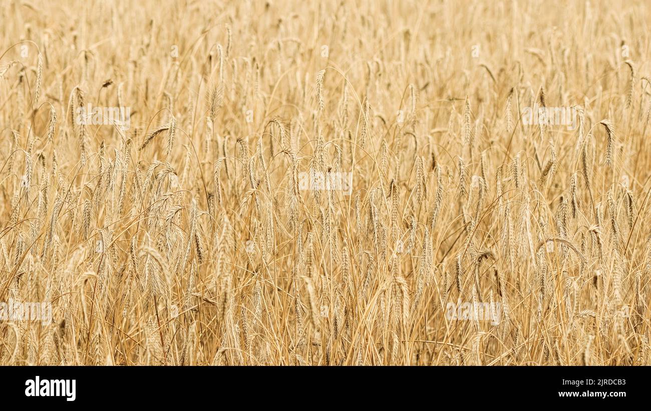 Dry ripe rye spicas of meadow field. Rural scenery, natural background ...