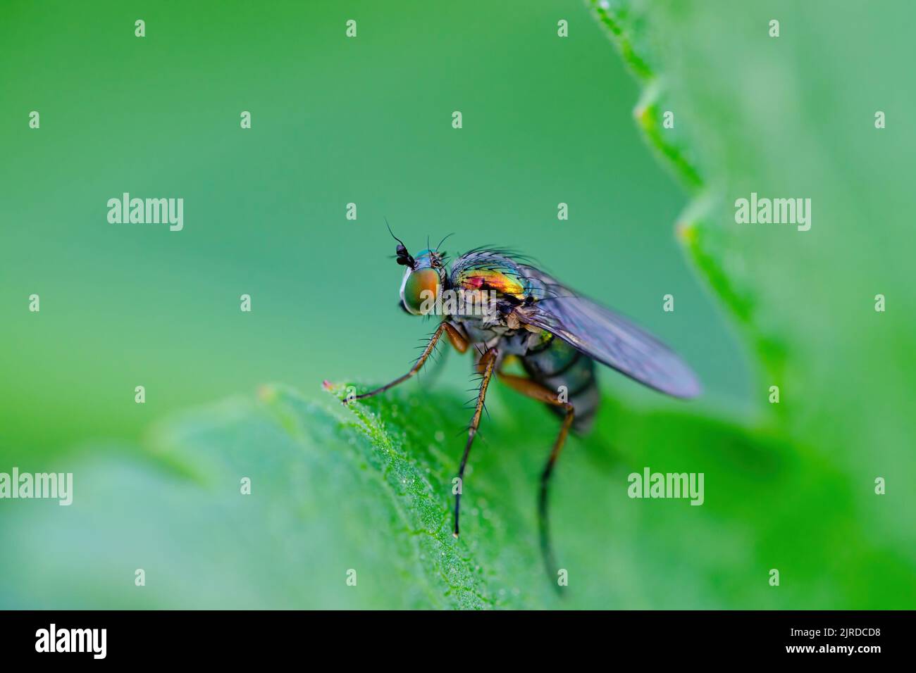 Tropical Fruit Fly Drosophila Diptera Parasite Insect Pest on Green ...