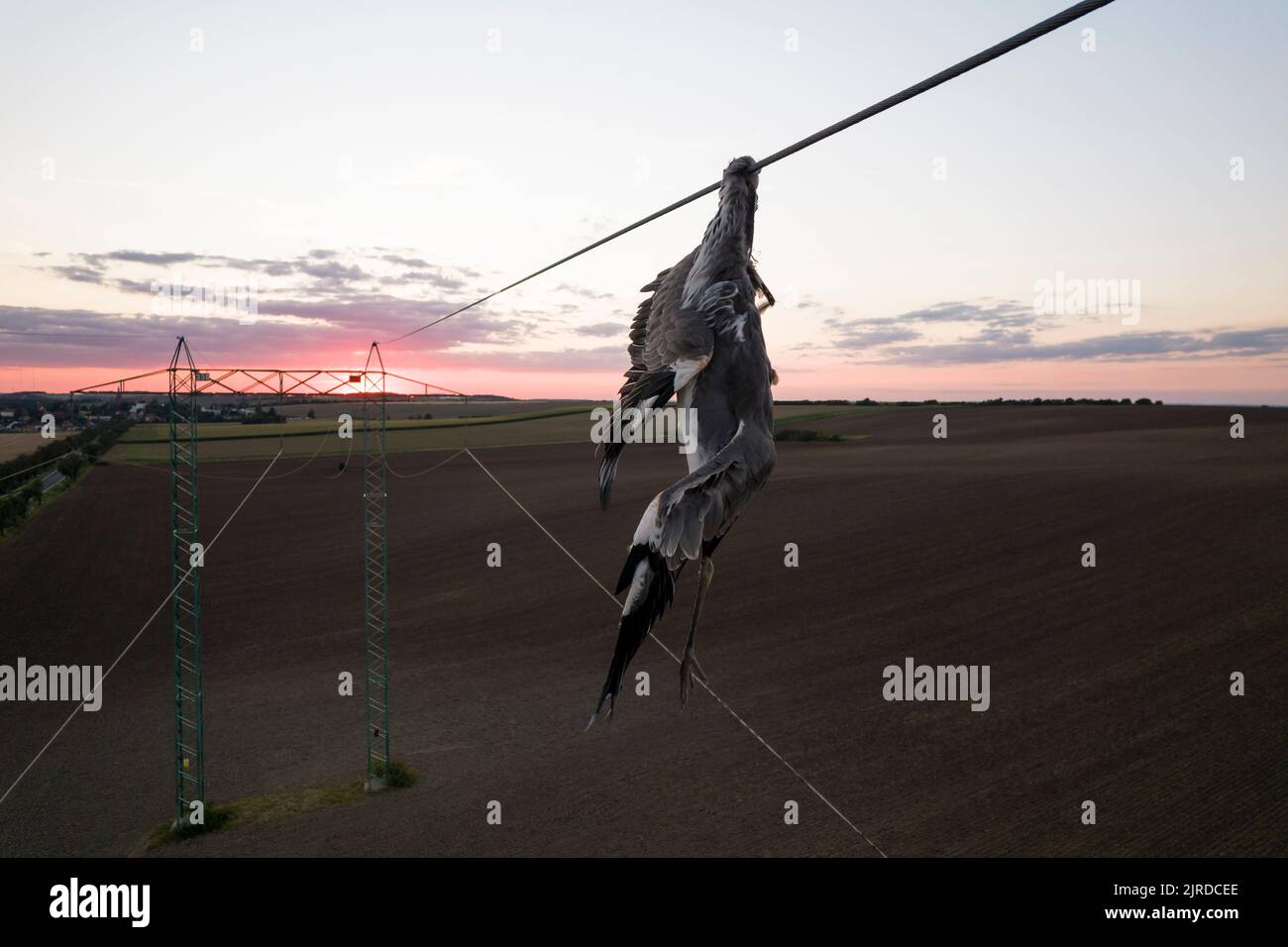 Closeup dead egret bird grey heron (Ardea cinerea) after collision with ...
