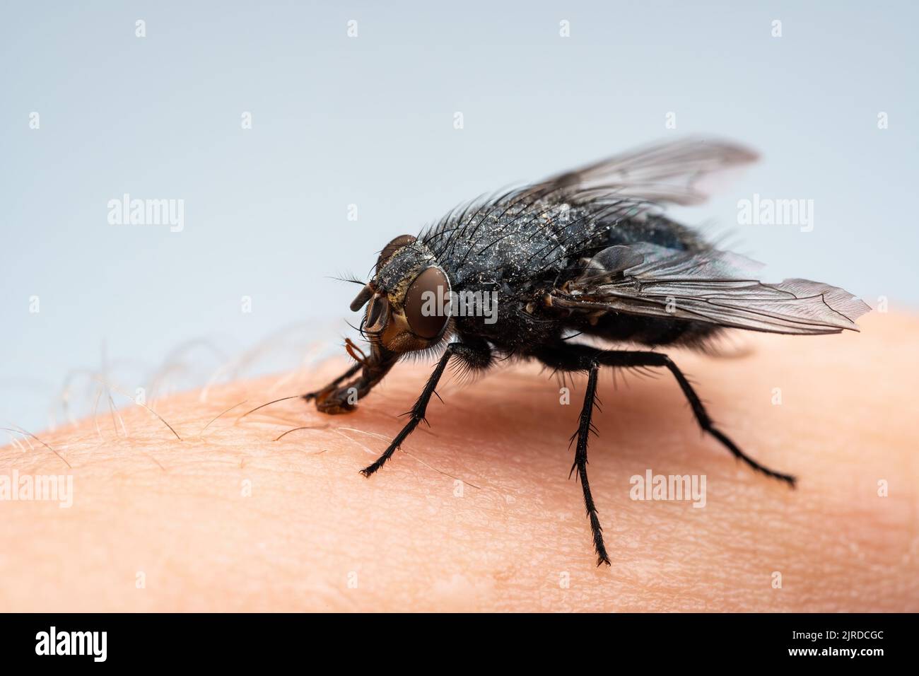 House Fly, Flesh Fly or Meat Fly Sarcophagidae Parasite Insect Pest on ...