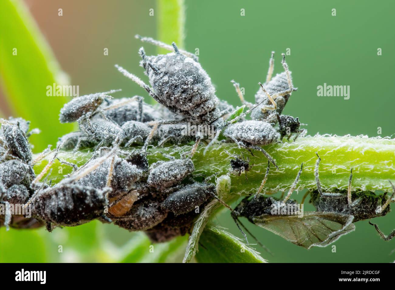 Black Bean Aphid Colony Close-up. Blackfly or Aphis Fabae Garden ...