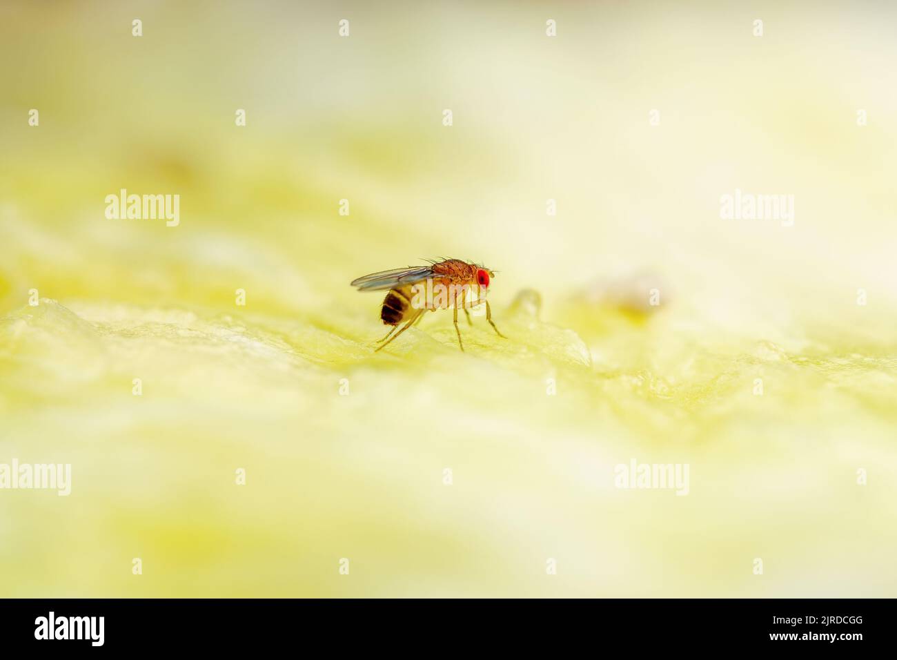 Tropical Fruit Fly Drosophila Diptera Parasite Insect Pest on Ripe ...