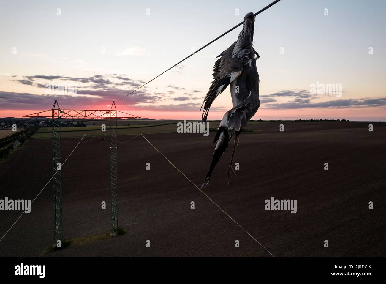 Closeup dead egret bird grey heron (Ardea cinerea) after collision with ...