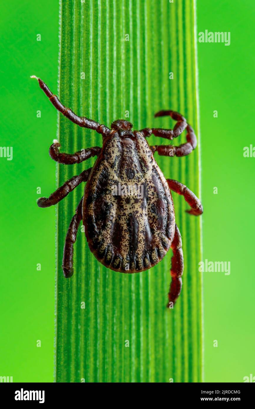 Encephalitis Tick Insect Crawling on Grass. Lyme Borreliosis Disease ...