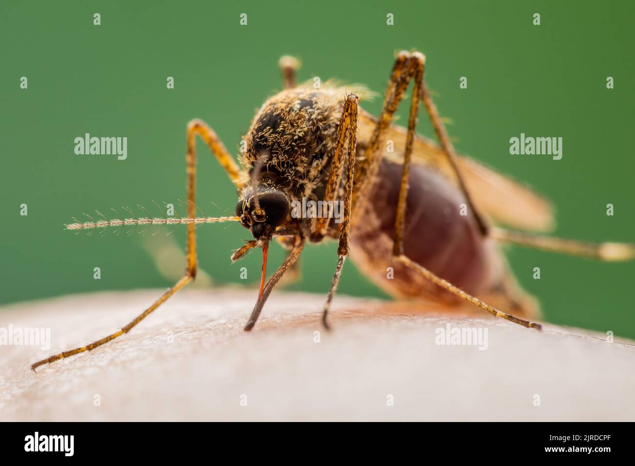 Malaria Infected Mosquito Bite. Leishmaniasis, Encephalitis, Yellow ...