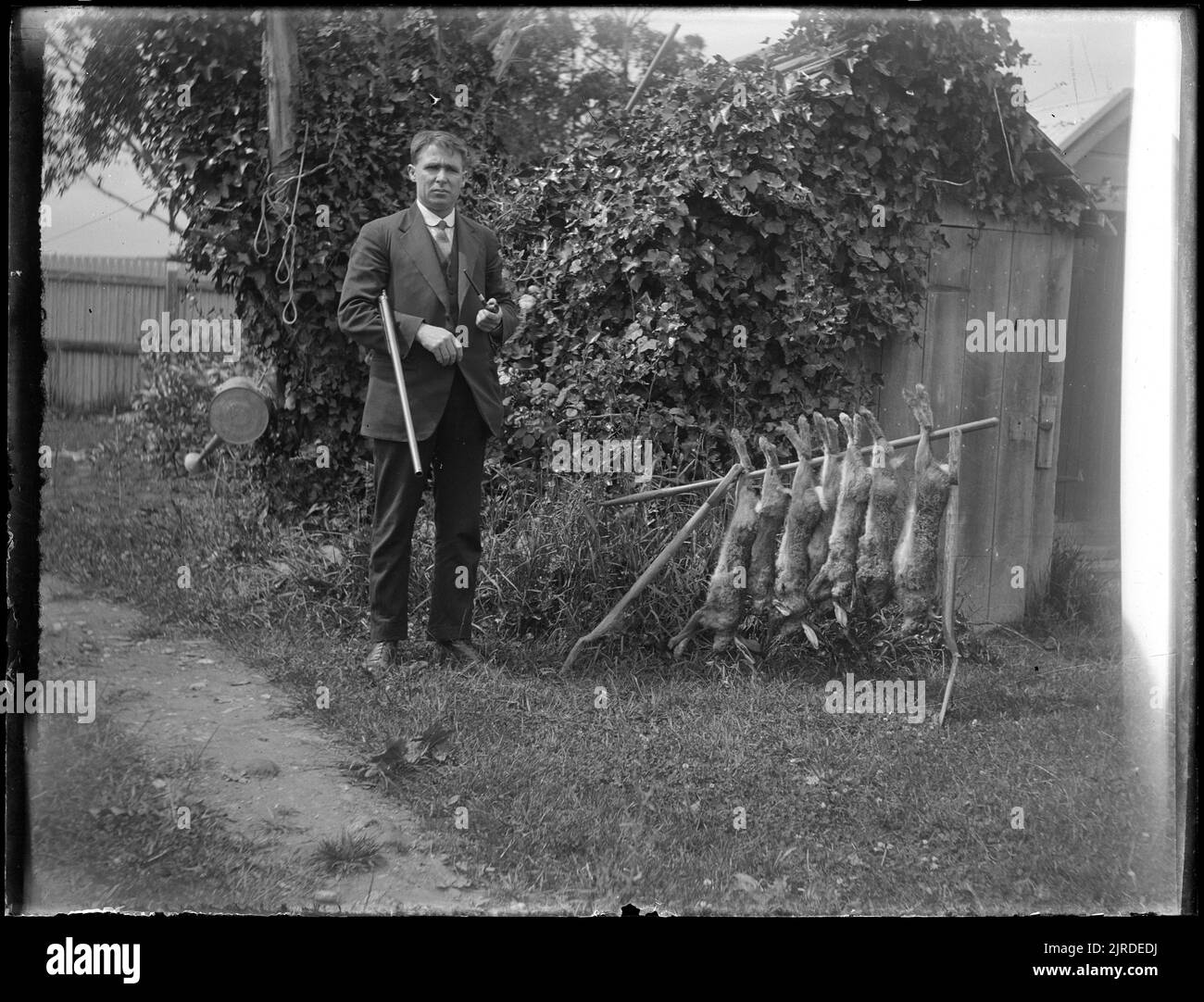 Man with six hanging rabbits, circa 1910, New Zealand, by Fred Brockett ...