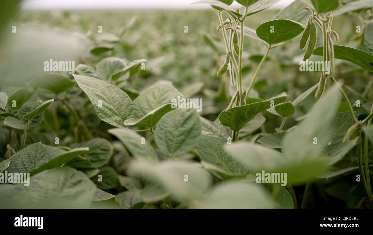 Soybeans grow in the field. Young soybean plants growing in cultivated ...