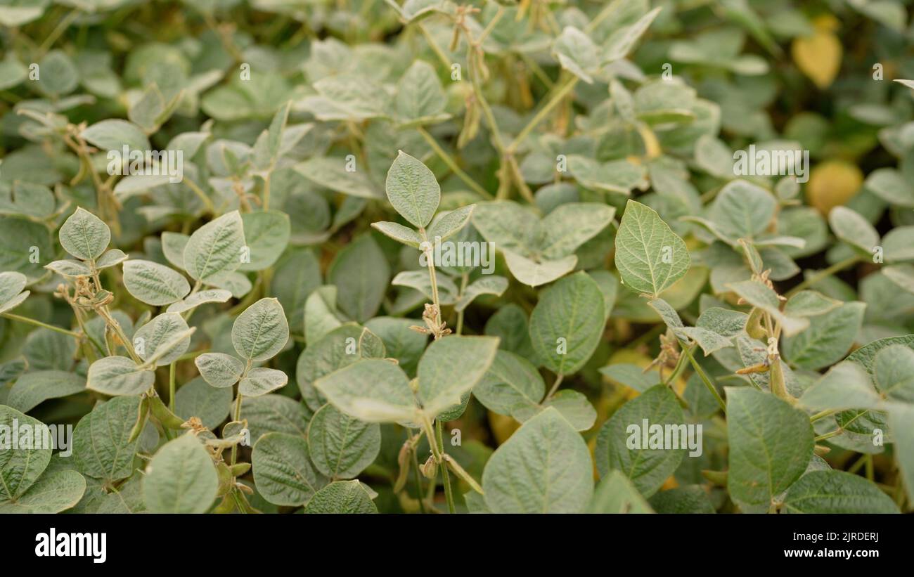 Soybeans grow in the field. Young soybean plants growing in cultivated ...