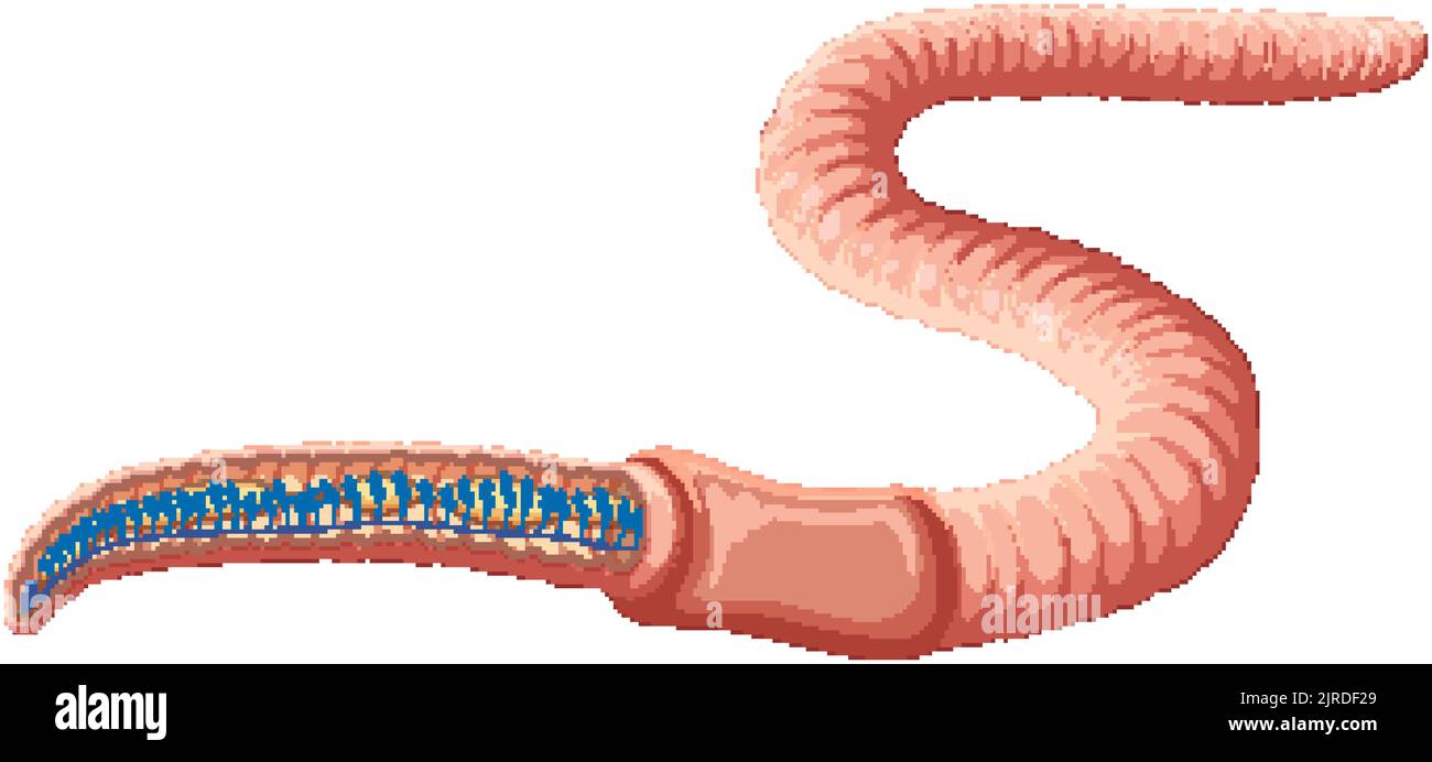 Earthworm anatomy concept vector illustration Stock Vector Image & Art ...