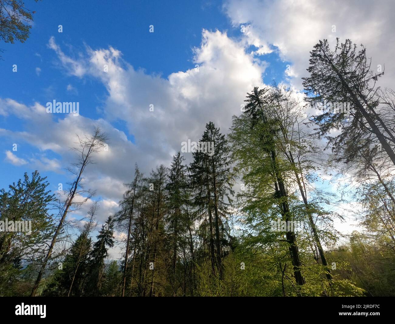 German forest photographed in Bavaria Nature Park Stock Photo - Alamy