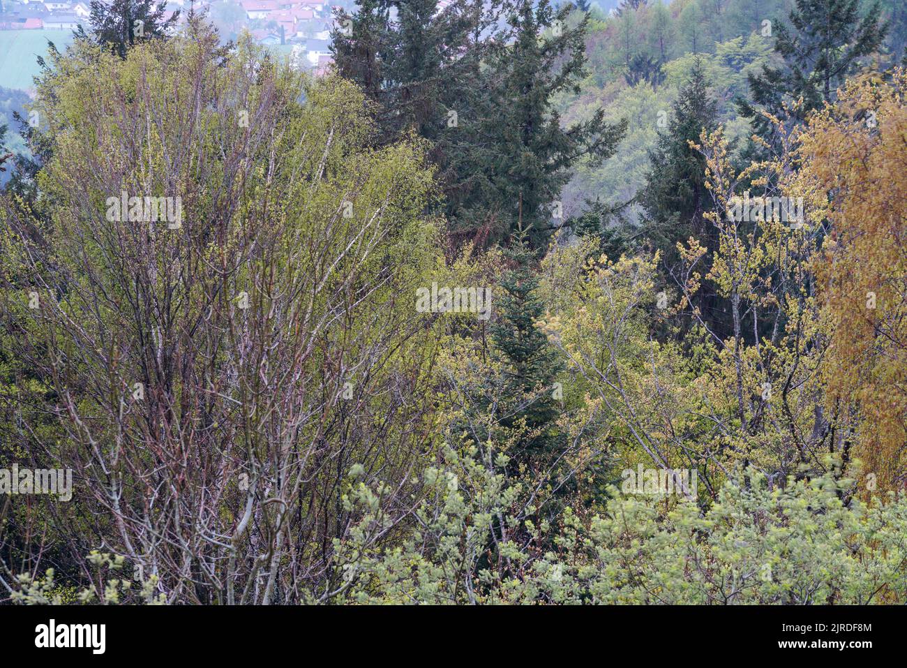 German forest photographed in Bavaria Nature Park Stock Photo - Alamy