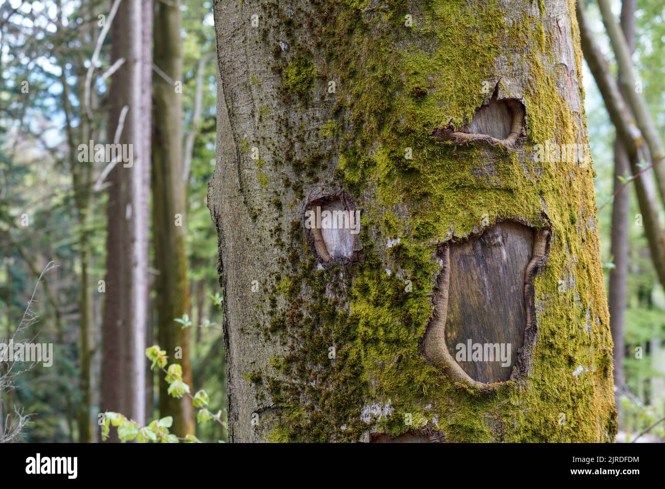 German forest photographed in Bavaria Nature Park Stock Photo - Alamy