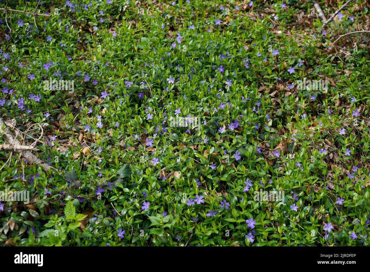 German forest photographed in Bavaria Nature Park Stock Photo - Alamy