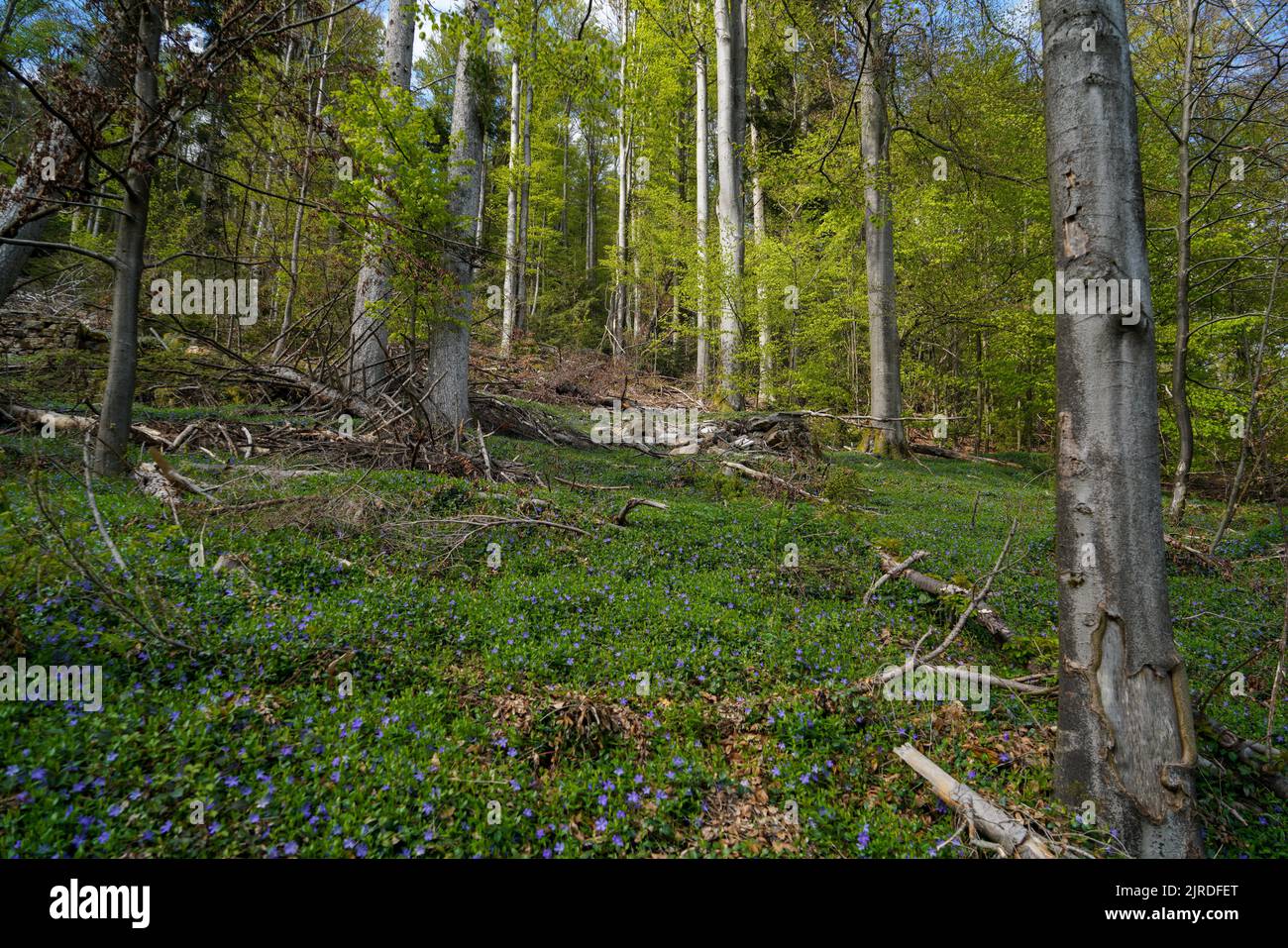 German forest photographed in Bavaria Nature Park Stock Photo - Alamy