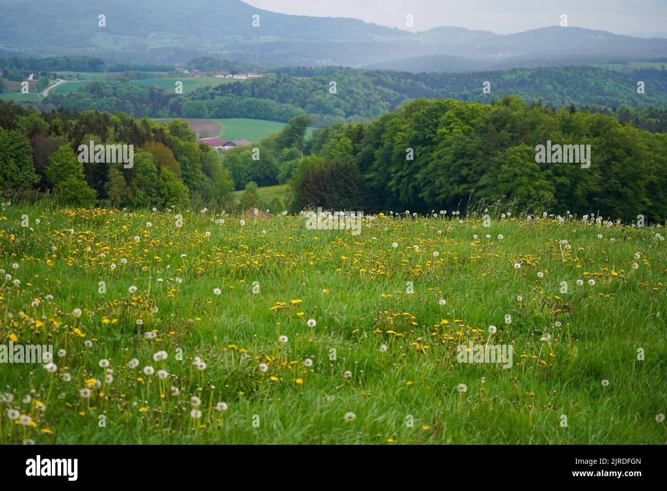 German forest photographed in Bavaria Nature Park Stock Photo - Alamy