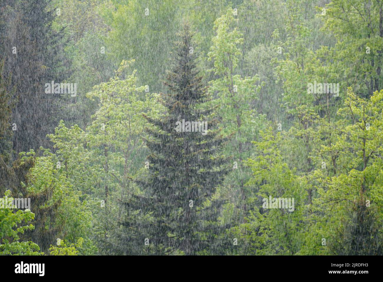 German forest photographed in Bavaria Nature Park Stock Photo - Alamy